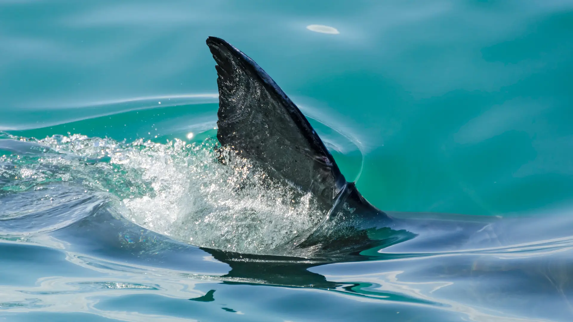 Zabrinjavajući podaci o ajkulama u Jadranskom moru
